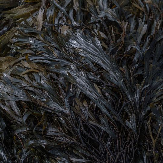 Inessa Calcium & Magnesium Supplement - Vegan